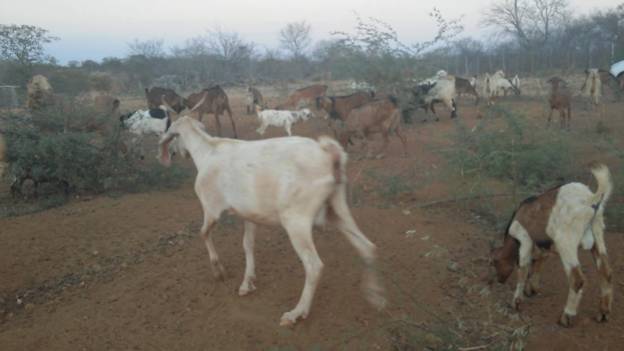 Criação de bodes e cabras no sertão - YouTube