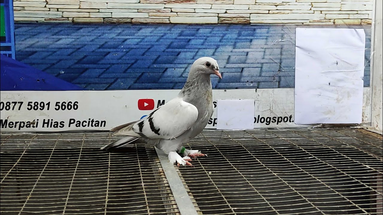MERPATI TURKISH TAKLA 23042022 - YouTube