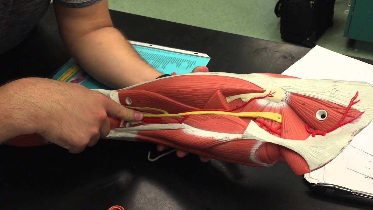 Leg muscle nerves 04/09/15 - YouTube