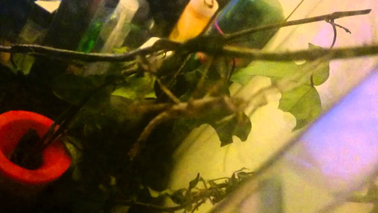 Sungaya stick insect moulting! - YouTube