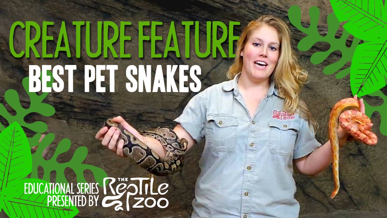 Creature Feature: Best Pet Snakes - YouTube