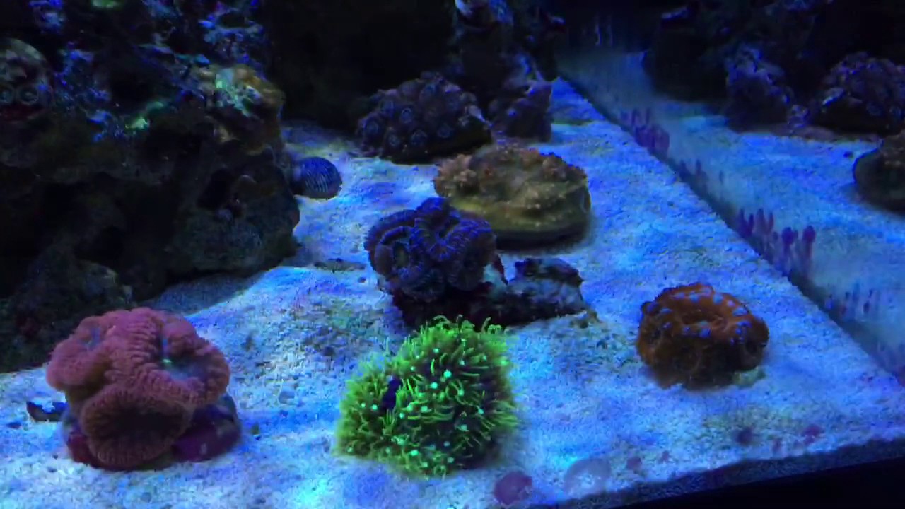 40 Breeder Reef update 1-19-17 - YouTube