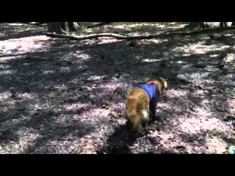 Opal in mud - YouTube