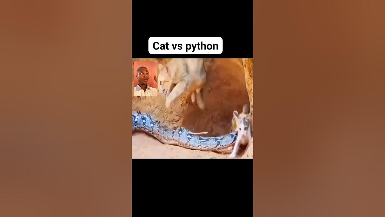 Cat vs python. #viralreelsfacebook #viralreelschallenge #cat #python # ...