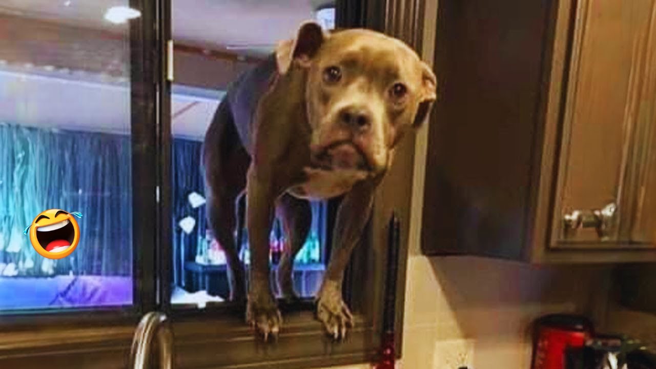 Funny DOGS are here to MAKE YOU LAUGH 🐶 Laugh Till You Cry With These ...