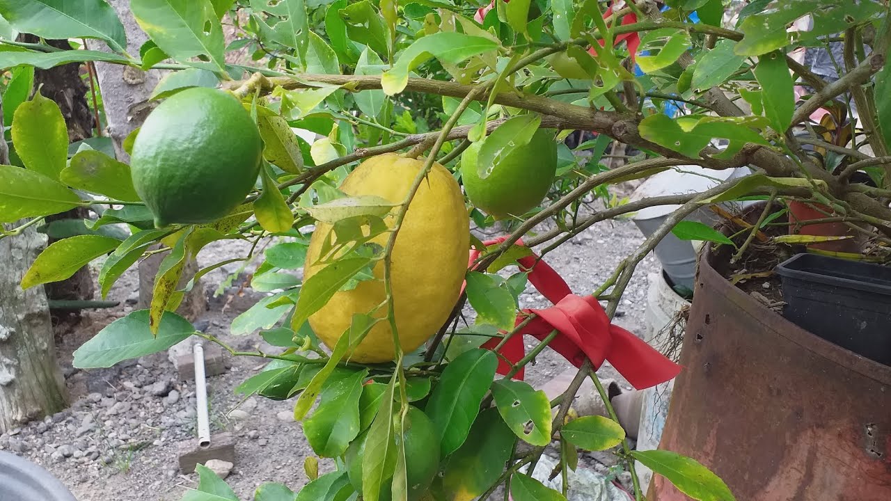 Paano lumaki ng ganito ang bunga ng LEMON (Do this) | NODADO TEAM - YouTube