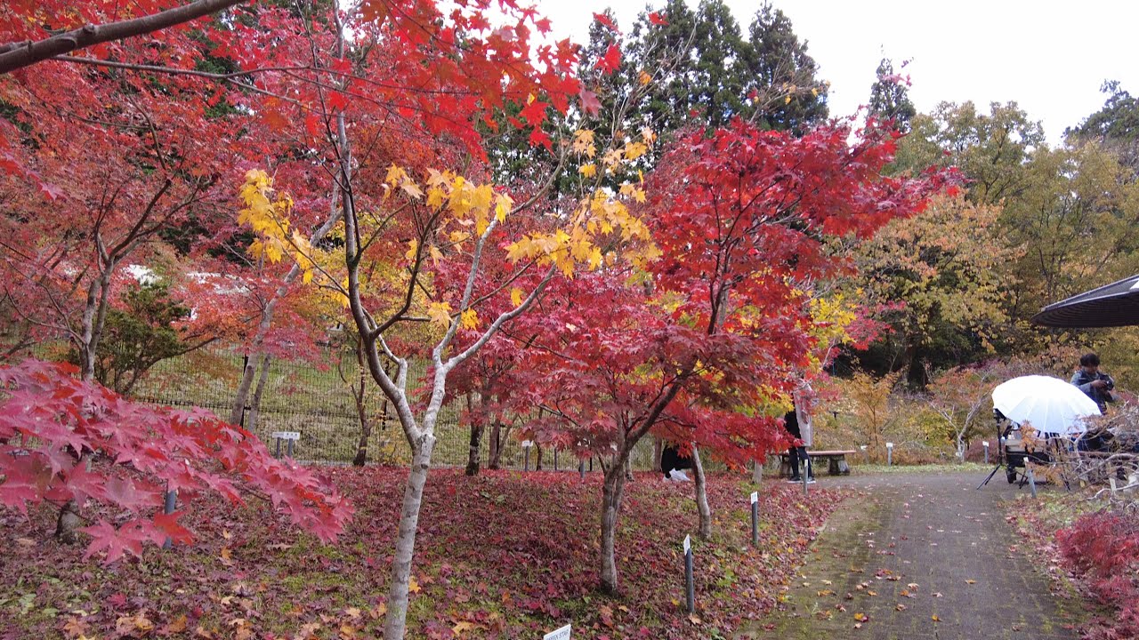 【奈良】宇陀市の紅葉 Autumn leaves in Uda City (Nara, Japan) (2024) - YouTube