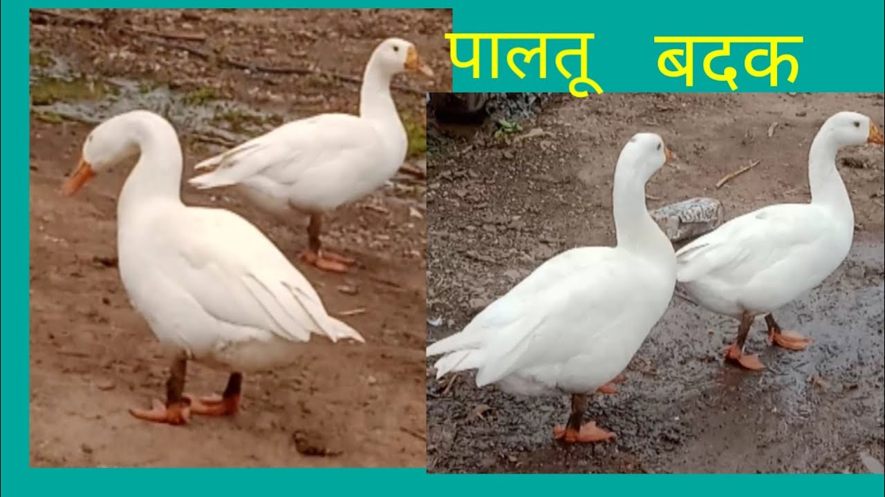 पालतू बदक और शहामृग /pet Duck And Ostrich/Beautiful Birds - YouTube