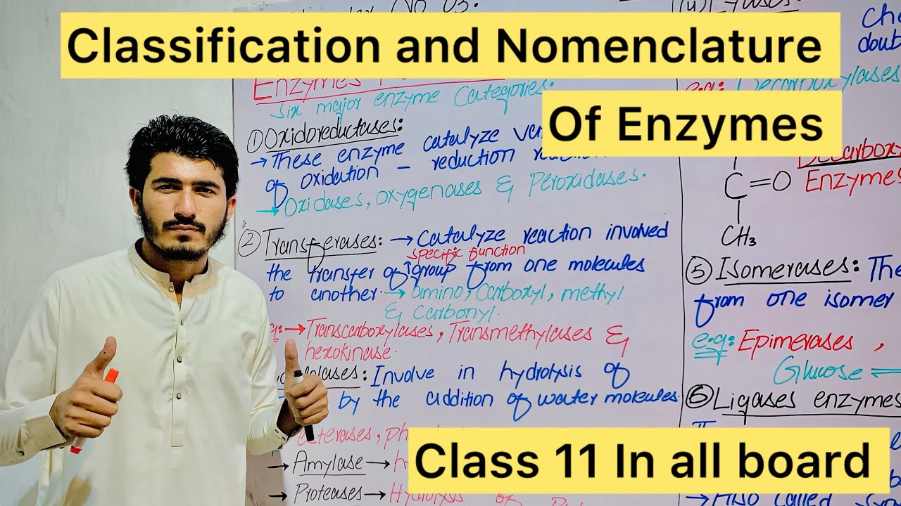 Classification and Nomenclature of Enzymes#mdcat biology - YouTube