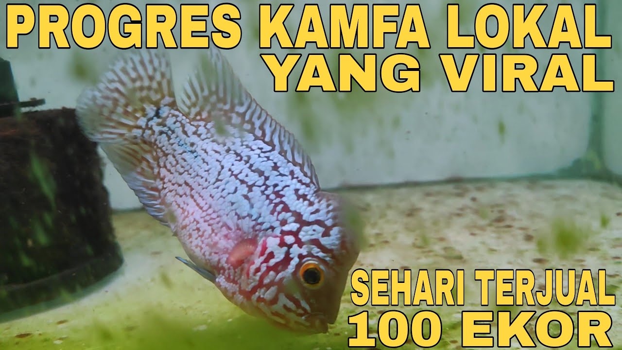 Update Progres Louhan KAMFA LOKAL yang VIRAL TERJUAL RATUSAN EKOR per ...