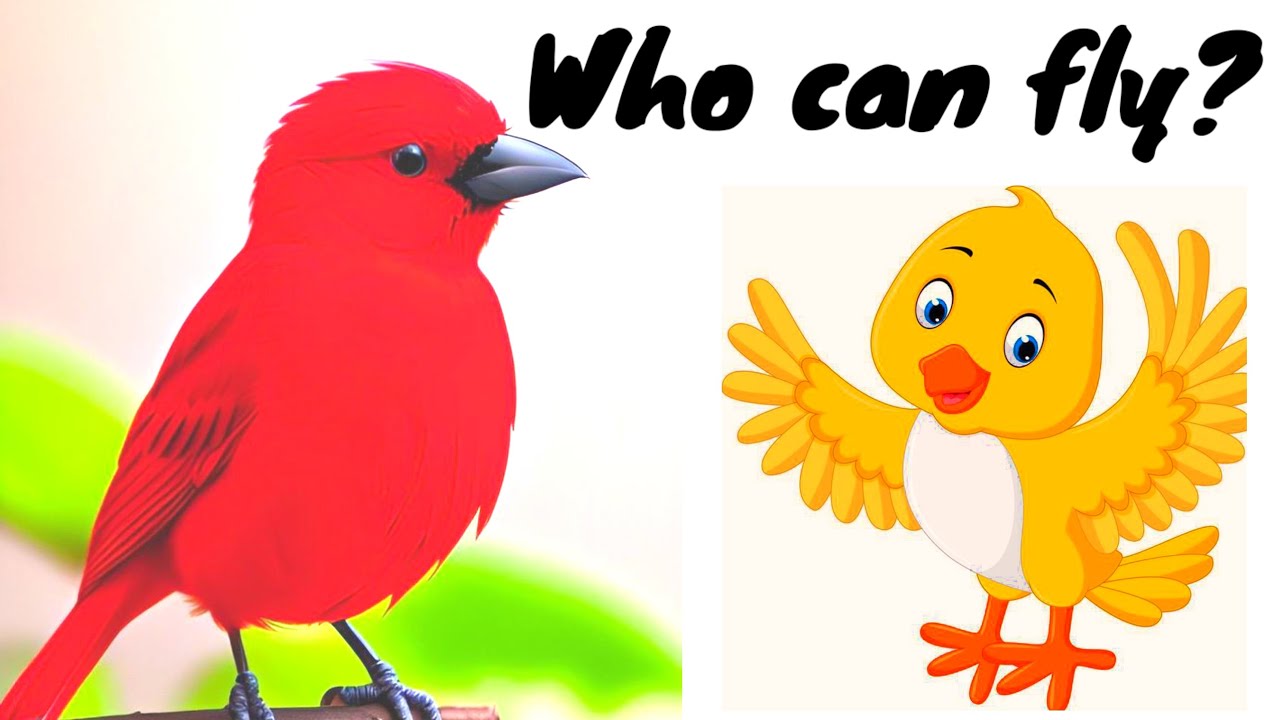 WHO CAN FLY (STD-1/UNIT-4/ENGLISH, SCERT. - YouTube