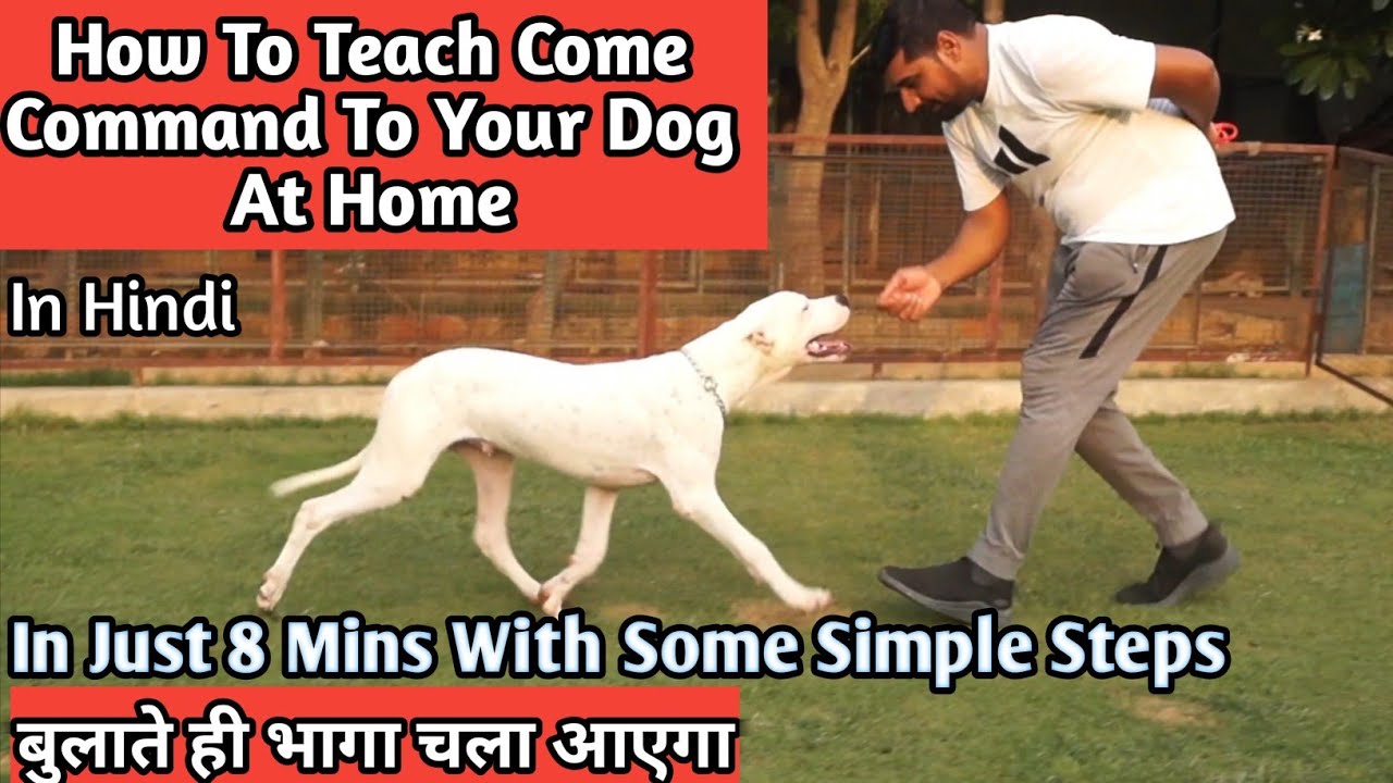How To Teach Come Command To Your Dog At Home | बुलाते ही भागा चला आएगा ...