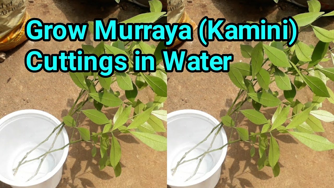 HOW TO GROW MURRAYA (Kamini) CUTTINGS IN WATER - YouTube