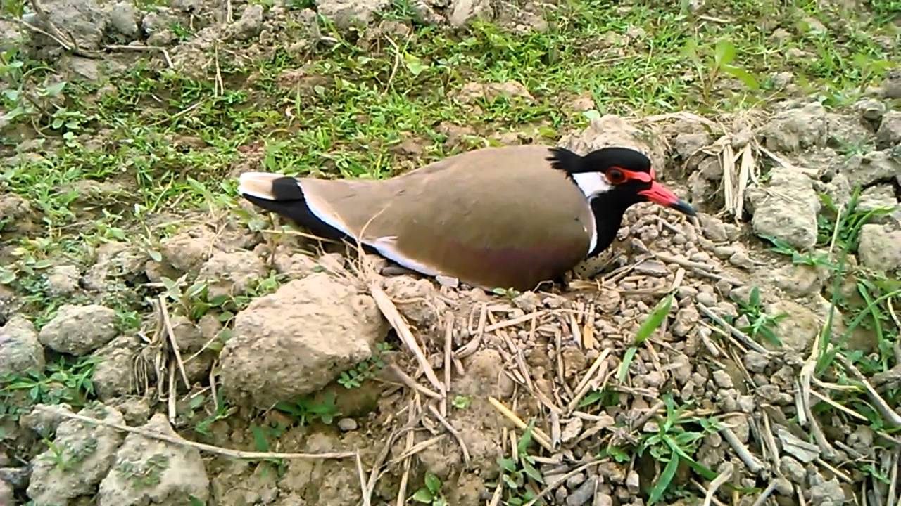 The "titahri"bird. Save her eggs - YouTube
