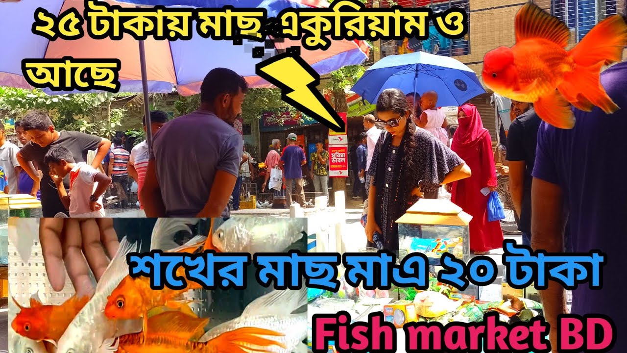 25 টাকায় 🔥মাছ ও অ্যাকুরিয়াম কিনুন | aquarium fish price in bangladesh ...