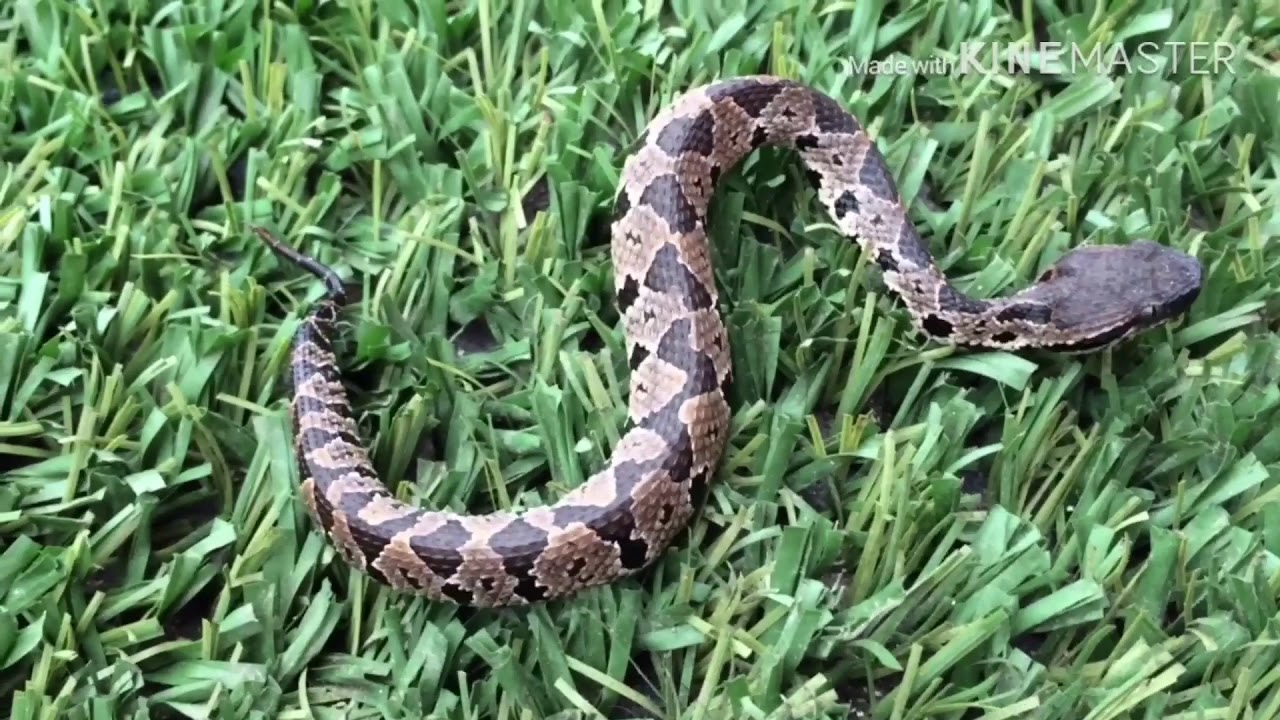 Nauyaca saltadora (atropoides nummifer) - YouTube