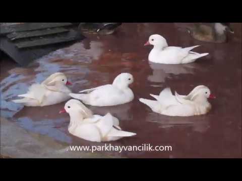 Beyaz Mandarin Ördeği