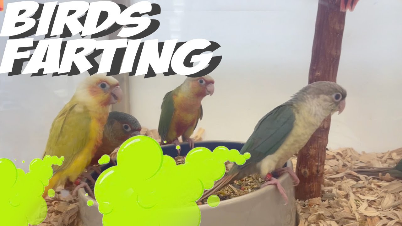 BIRDS FARTING - YouTube