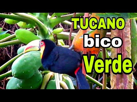 TUCANO de BICO VERDE, MOMENTOS INCRÍVEIS DA FAUNA BRASILEIRA. - YouTube