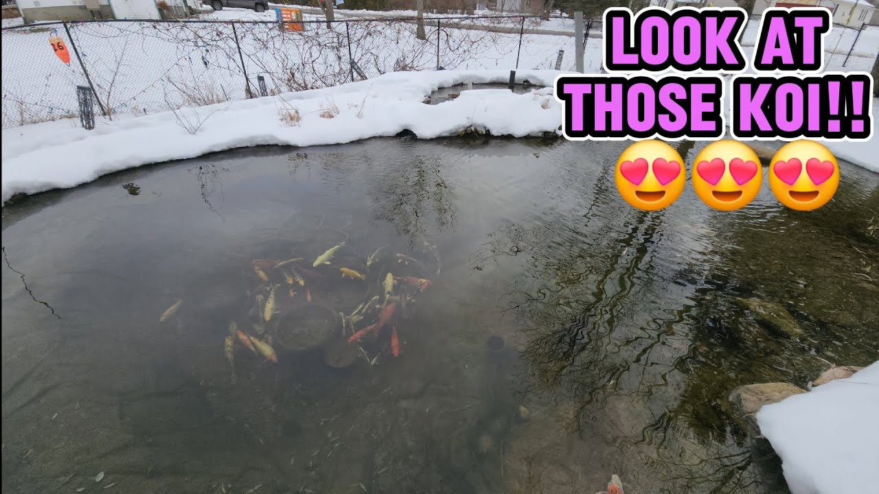 KOI ARE OUT IN FULL FORCE! MAPLE SYRUP PREP!!! 🍁 #aquascape #waterfall ...