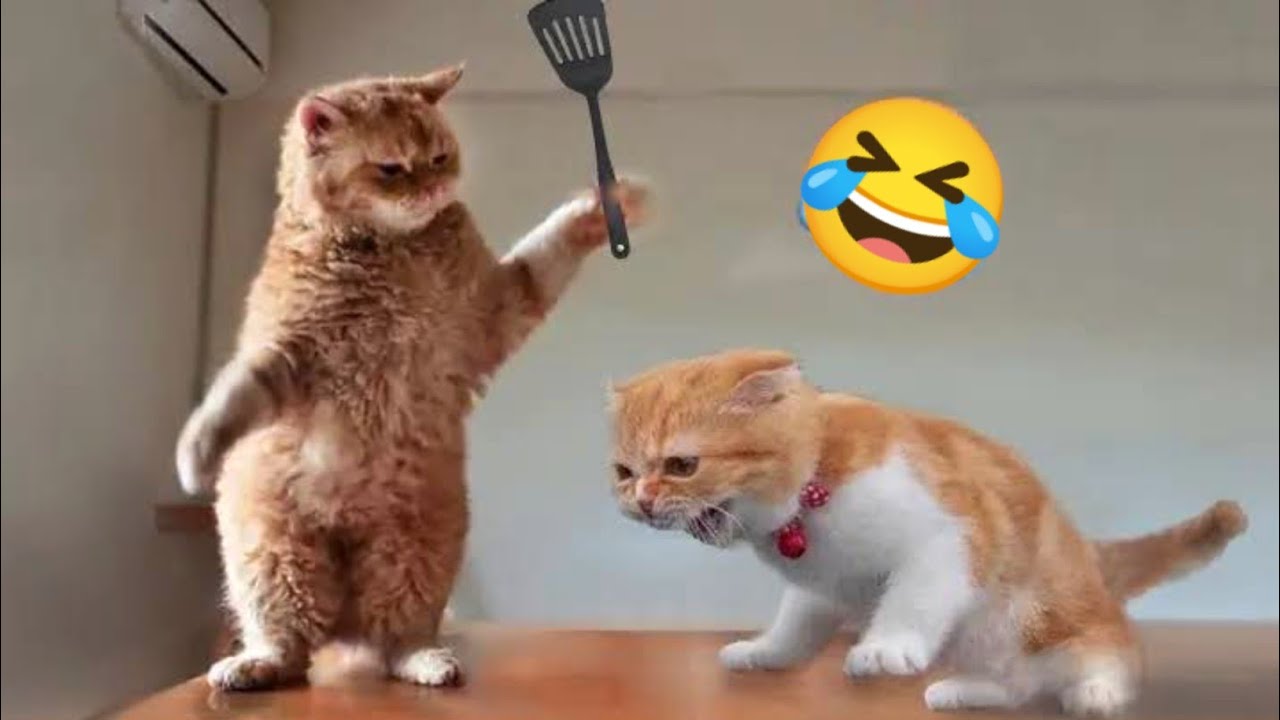#3 The funniest animals 🤣 Fun with cats and dogs 2022🐈🦮 || Funny Cats ...