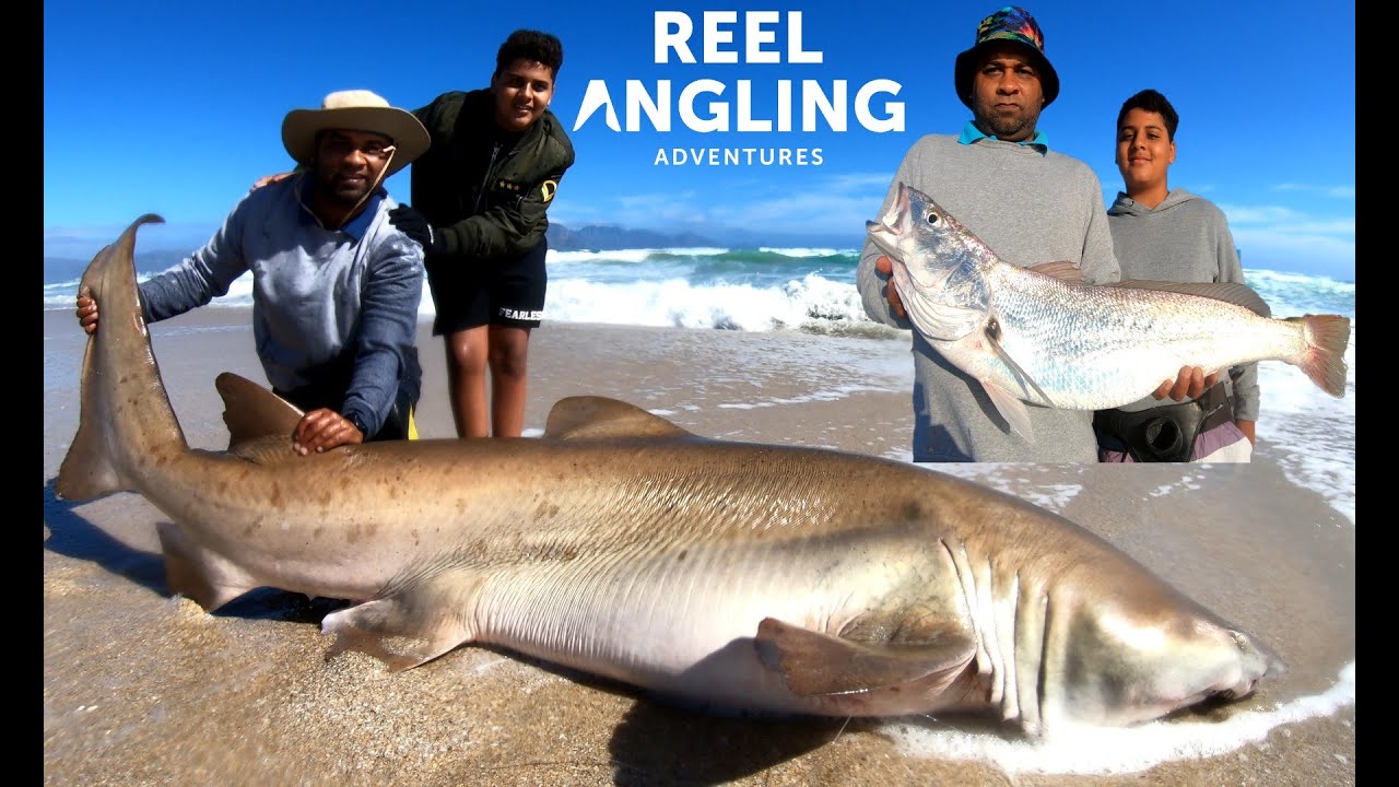 275 kilogram Ragged tooth shark | Fishing False Bay - YouTube