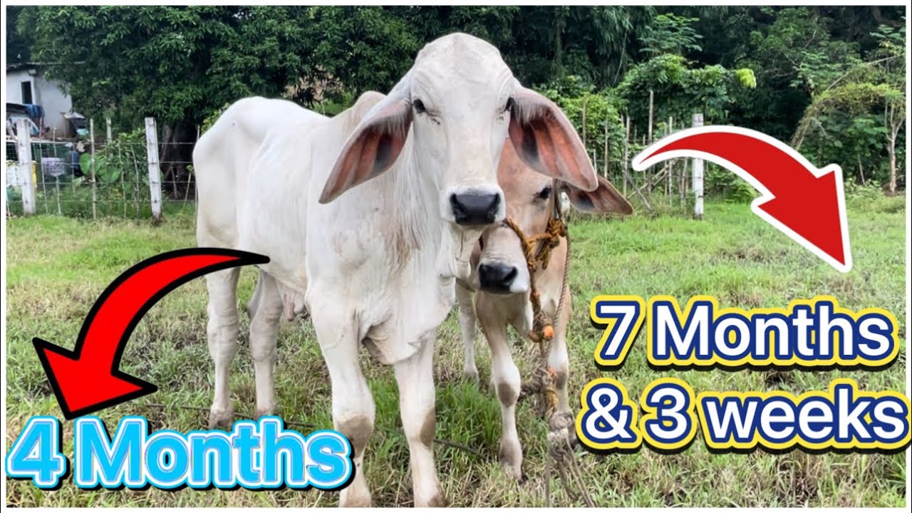 PURE BRAHMAN VS UPGRADED NATIVE NA BAKA - YouTube