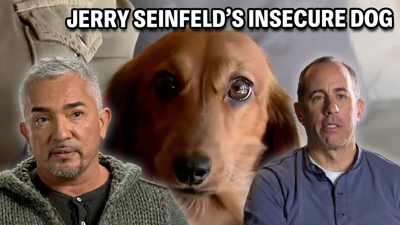 Jerry Seinfeld Has Dog Problems! | Cesar 911 Season 3, Ep. 4 - Part 1 ...