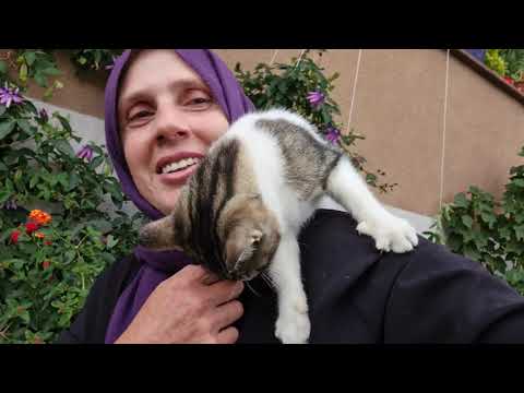 Tatlı Belam Kırçıl ile Ekim Ayı \