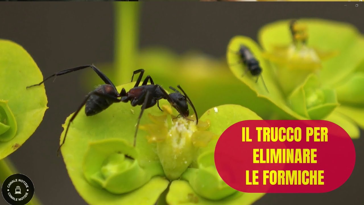 Ecco come allontanare le formiche con il bicarbonato: ecco il trucco ...