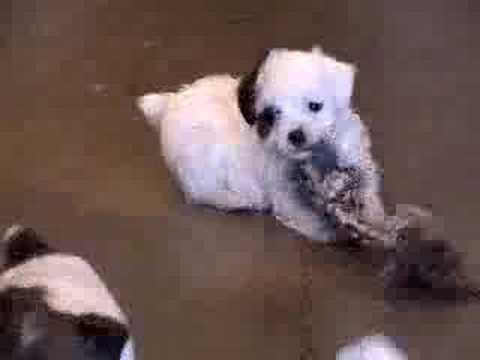 Jackapoo Puppies at Play! StarView JackaPoos Very 1st Litter! - YouTube