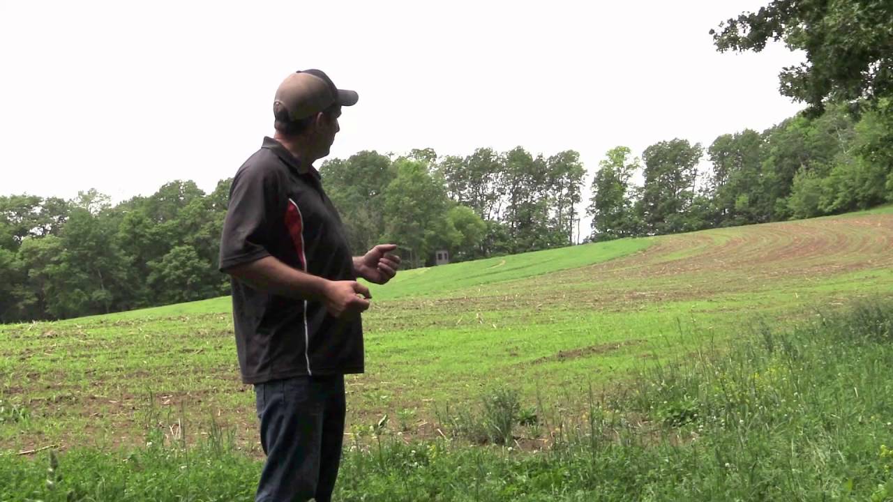 Food Plot Diversity - YouTube