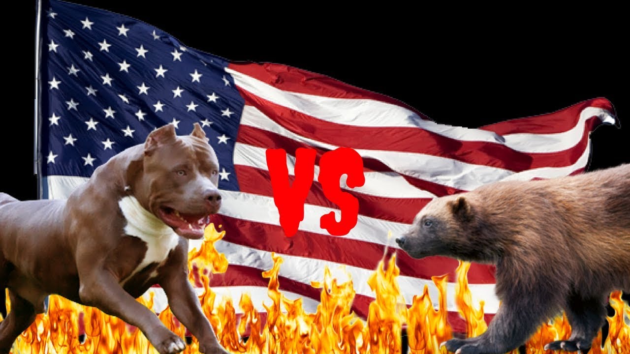 Dog VS Wolverine Far Cry 5 - YouTube