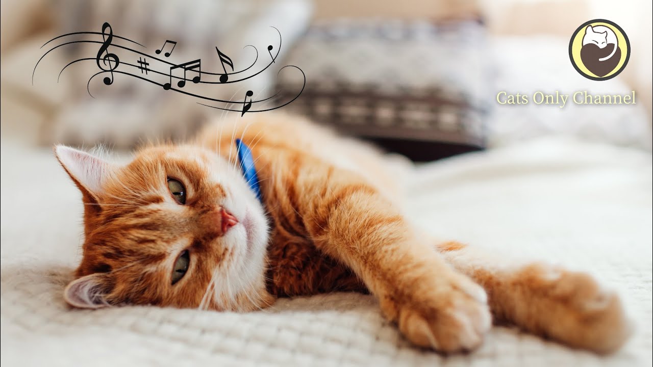 Music to Calm Cats - Soothing Sleep Music, Relaxation Music, Stress ...