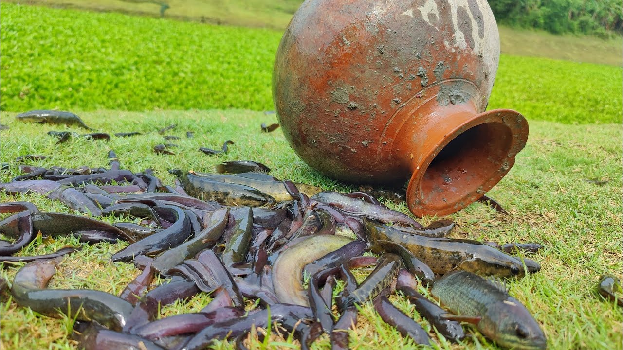 Traditional Fish Traping Method Using Earthen Pot | Village Boy ...