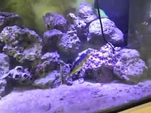 Mahi aquarium - YouTube