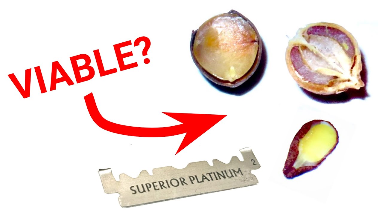 How to Test Seed Viability Using the Seed Cut Method - YouTube