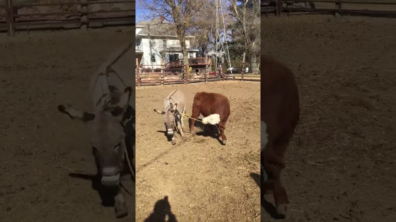 Petrzilka's Calf Breaking Donkey Sale - Lot 6 - YouTube