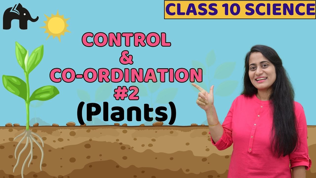 Control and Coordination Class 10 Science | in plants | NCERT Chapter 7 ...
