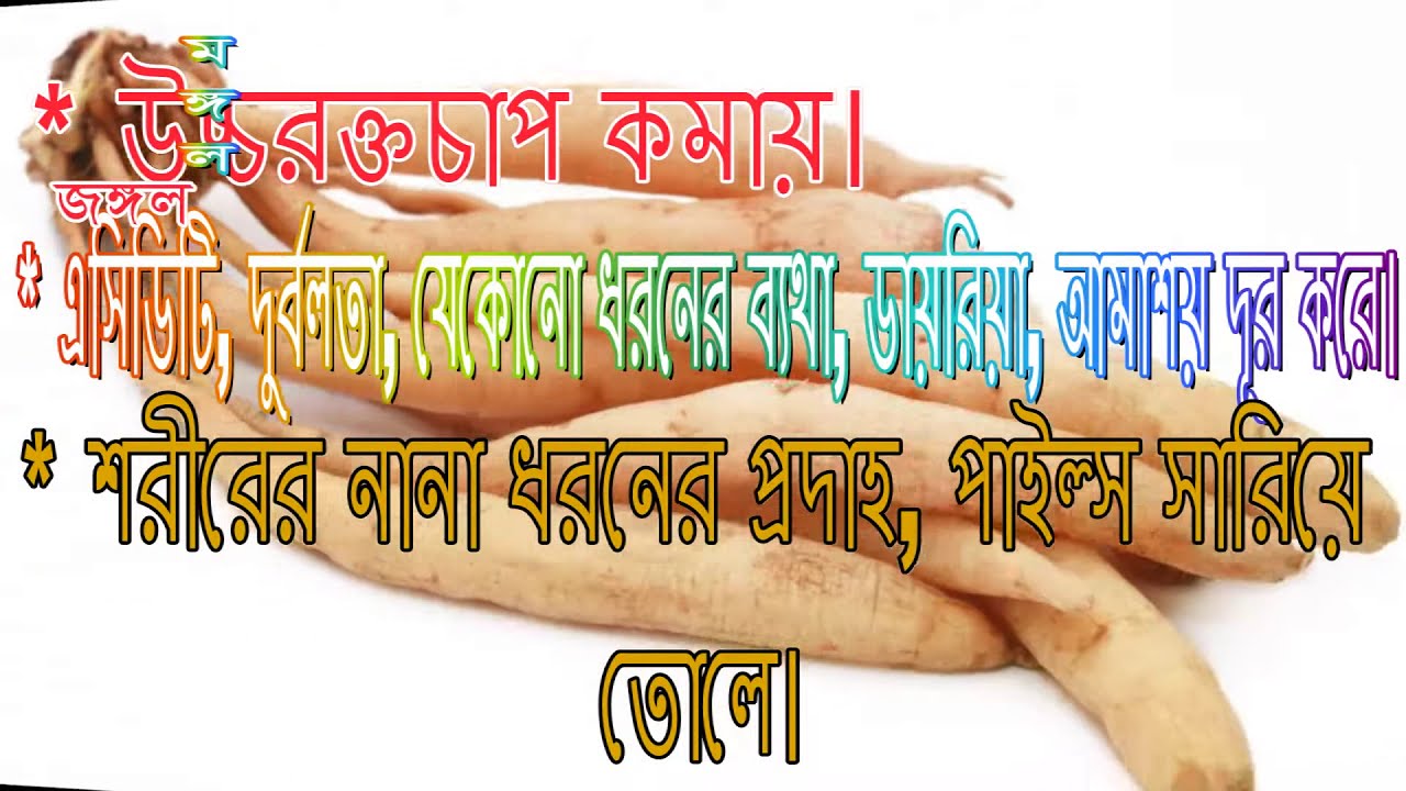 শতমুল/সতমুল # shotomul/sotomul/ kobiraji chikitsha/কবিরাজি চিকিৎসা ...