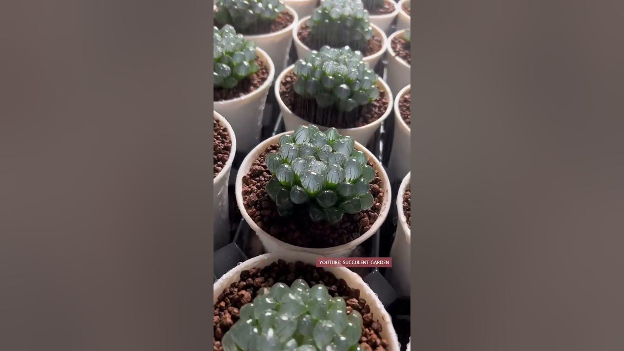 Diamond succulents | 多肉植物| 다육이들 | Suculentas - YouTube
