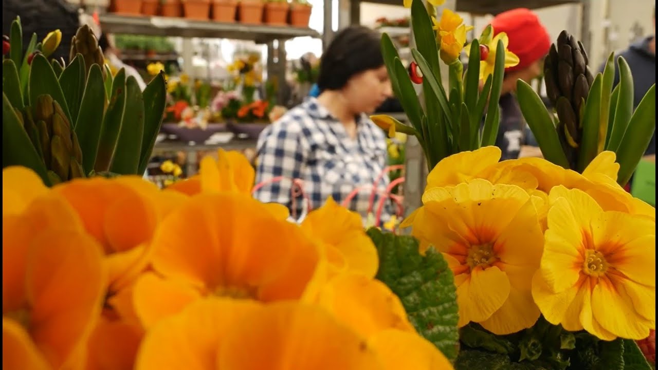 Florile de primavara - cel mai frumos cadou de la Floraria Tria's - YouTube
