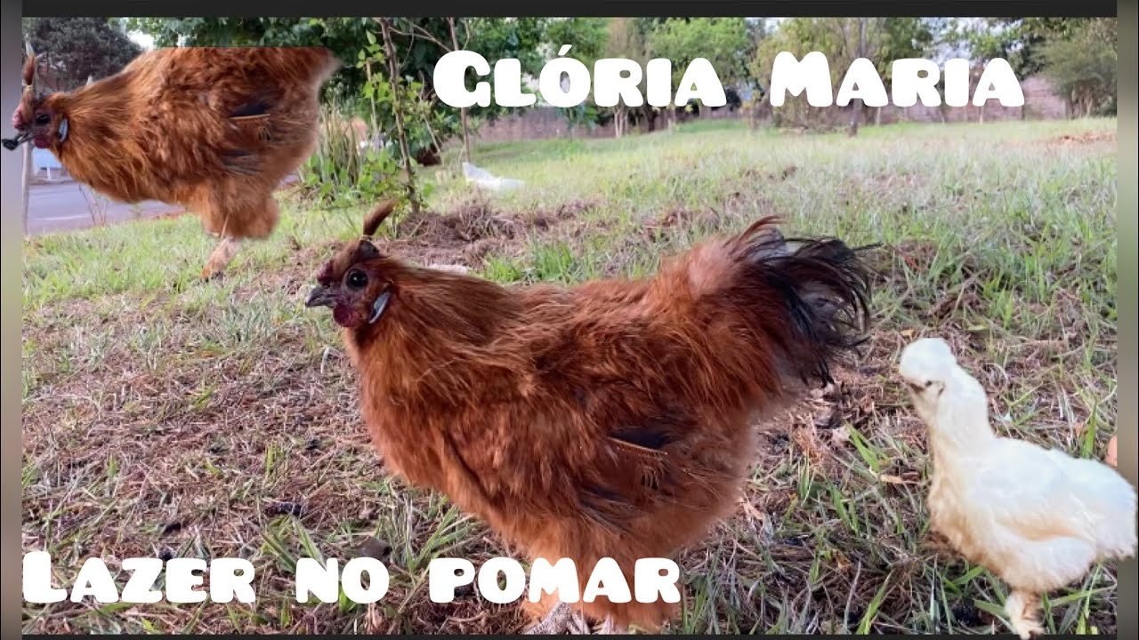 Dia de Passeio - Glória Maria no Pomar - YouTube