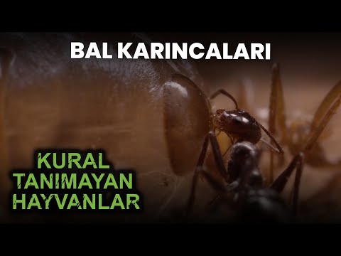 Bal Karıncaları | Kural Tanımayan Hayvanlar (S1E7) | Da Vinci