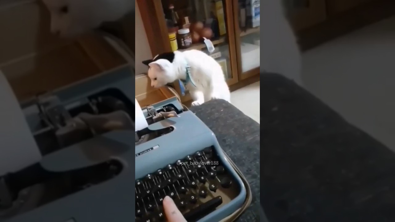 Cats Hate Printers 😂 #cat #cutecats #like #catlover #catvideos #kitten #cuteanimals #shorts ...