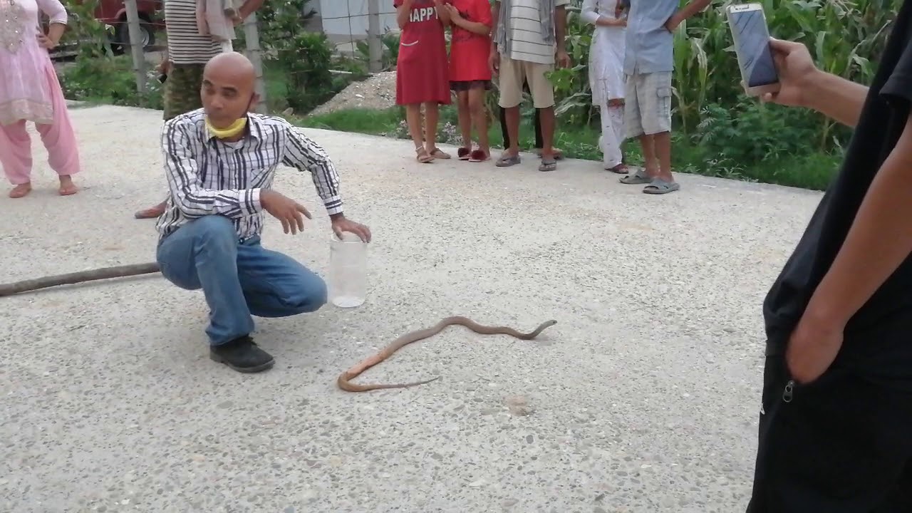 Snake treatment.. 😊 - YouTube