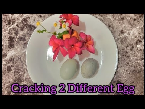 CRACKING 2 different 🌑 BLACK DUCK EGG & WHITE DUCK EGG🥚#asmr # ...