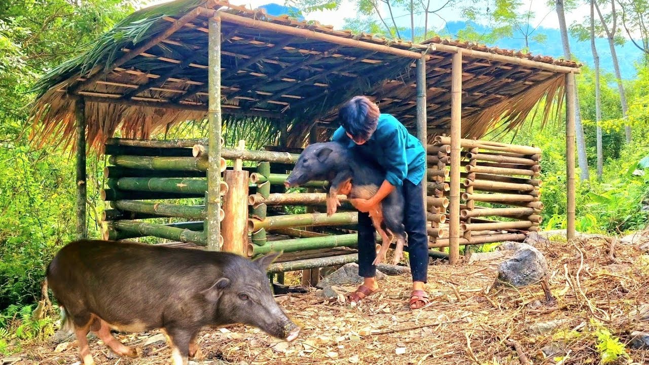 How to build a life on the farm, build a bamboo pigpen, Free life in ...