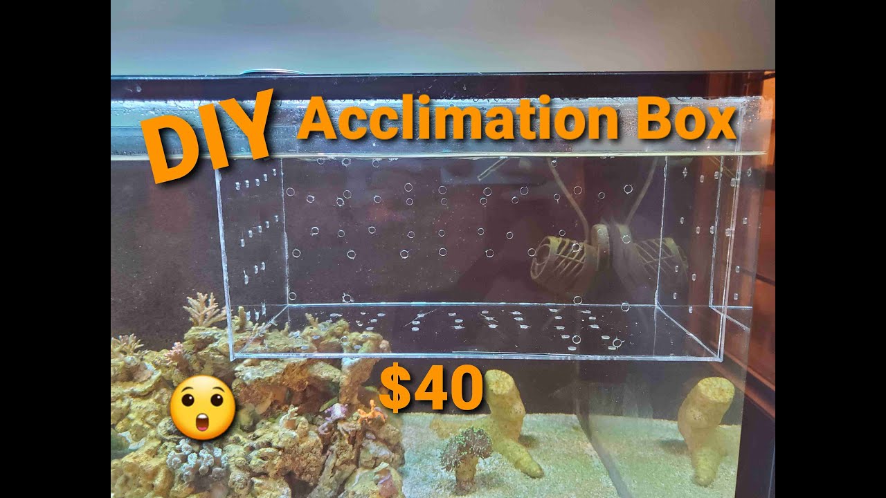 DIY Large Acclimation Box for Fish for $40 - YouTube