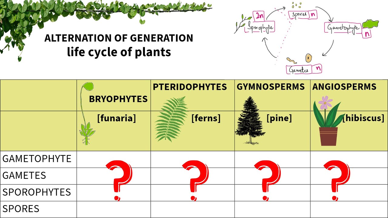 ALTERNATION OF GENERATION---LIFE CYCLE of plants - YouTube